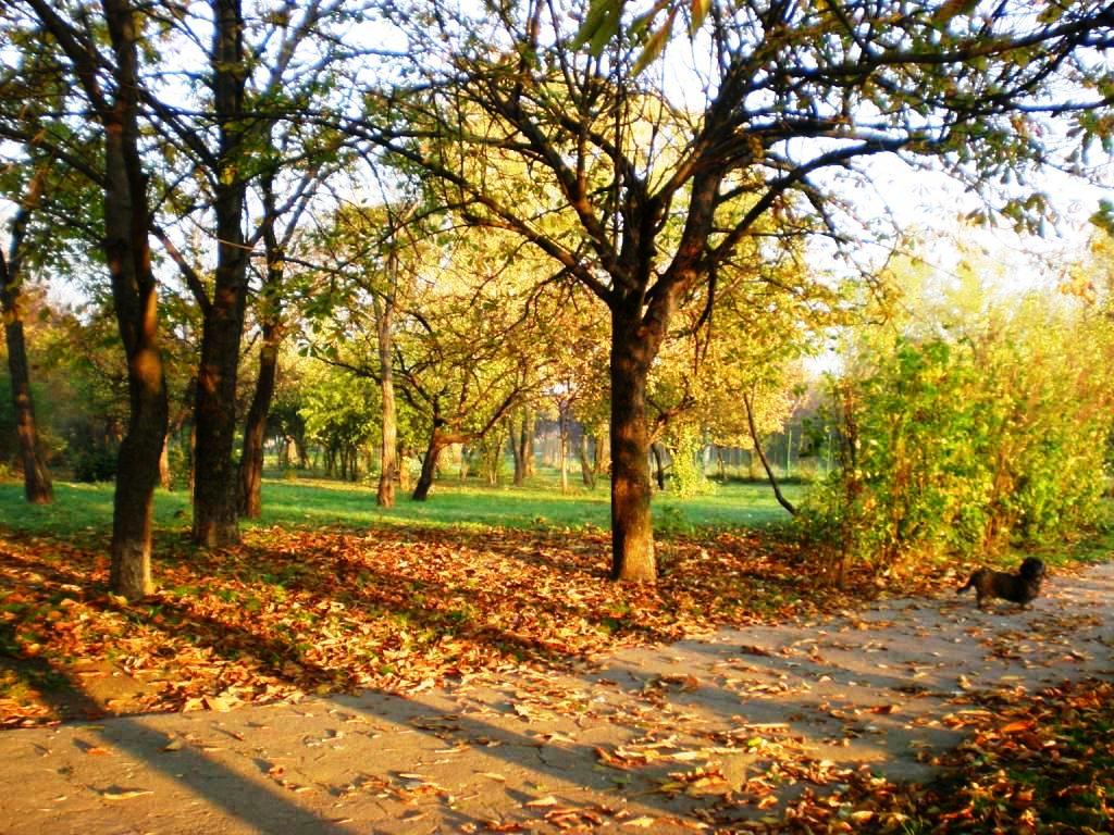 Parcul Tineretului toamna : Experienţe de Călătorie – FUNTUR